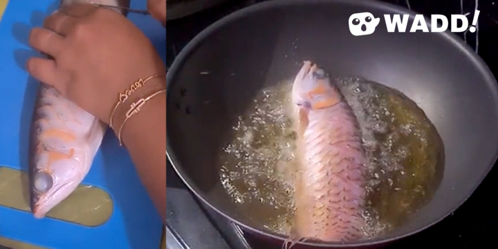 Wadd - Man's Heart Breaks as Wife Cooked and Served His Asian Arowana ...