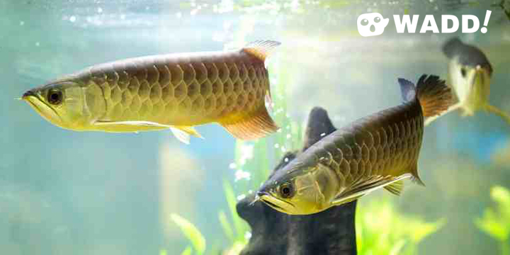 Wadd - Man's Heart Breaks as Wife Cooked and Served His Asian Arowana ...