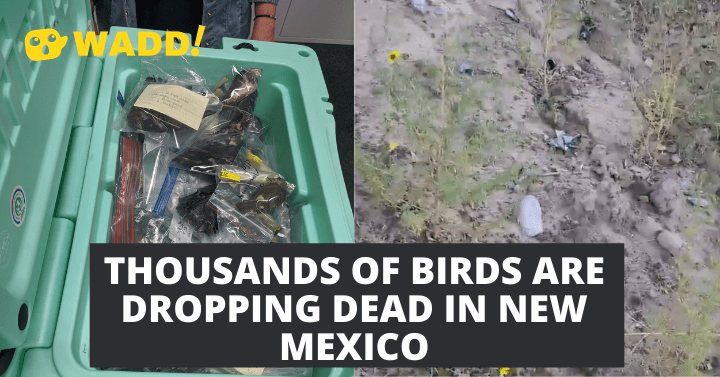 Wadd - Hundreds of Thousands of Birds Dropping Dead in New Mexico