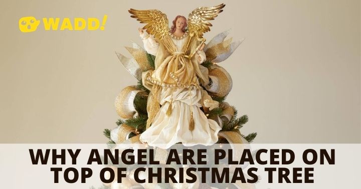 Wadd - Why Do We Put Angel On Top Of The Christmas Tree